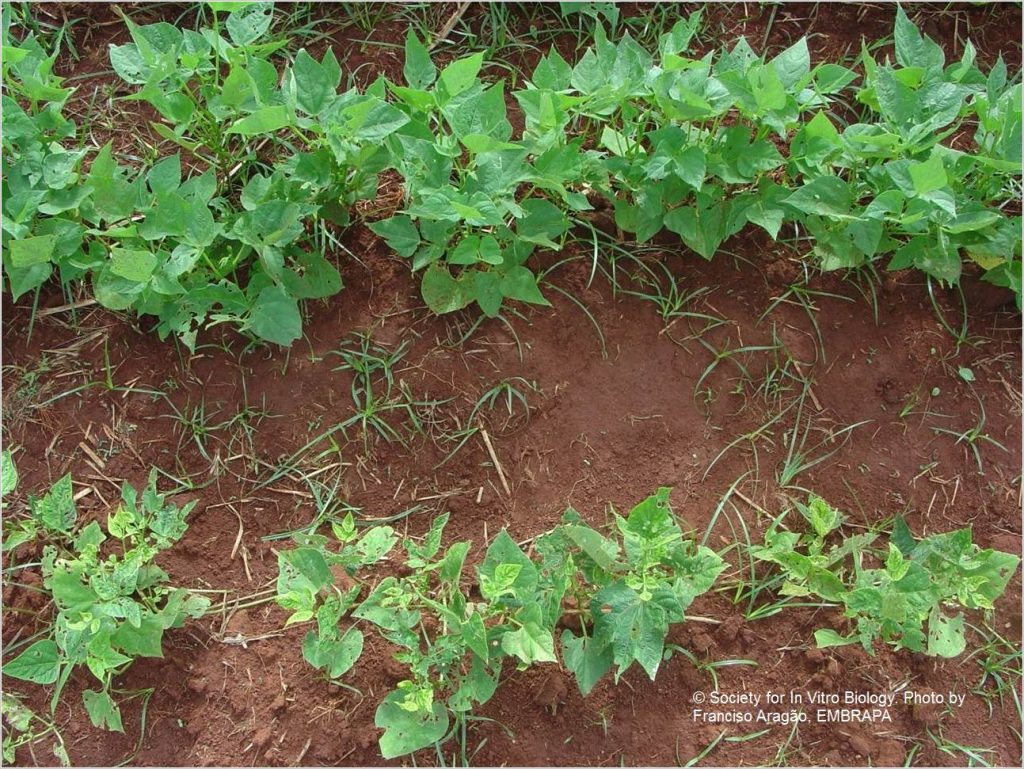 The GMO Crop Photo Depot | Parrott Lab