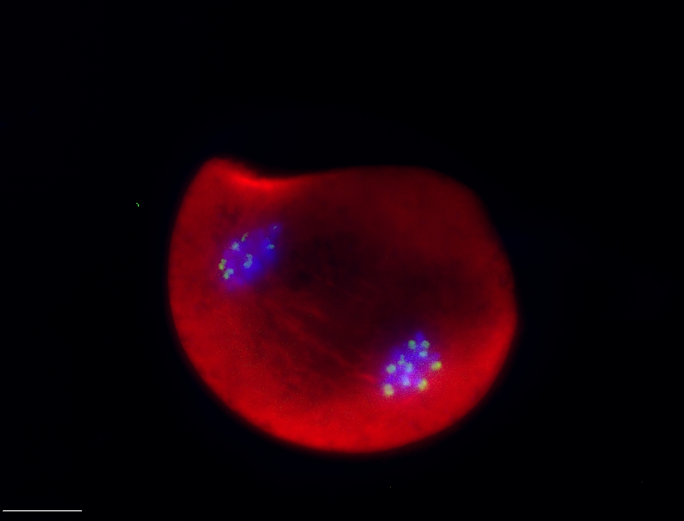Student Handouts | Parrott Lab