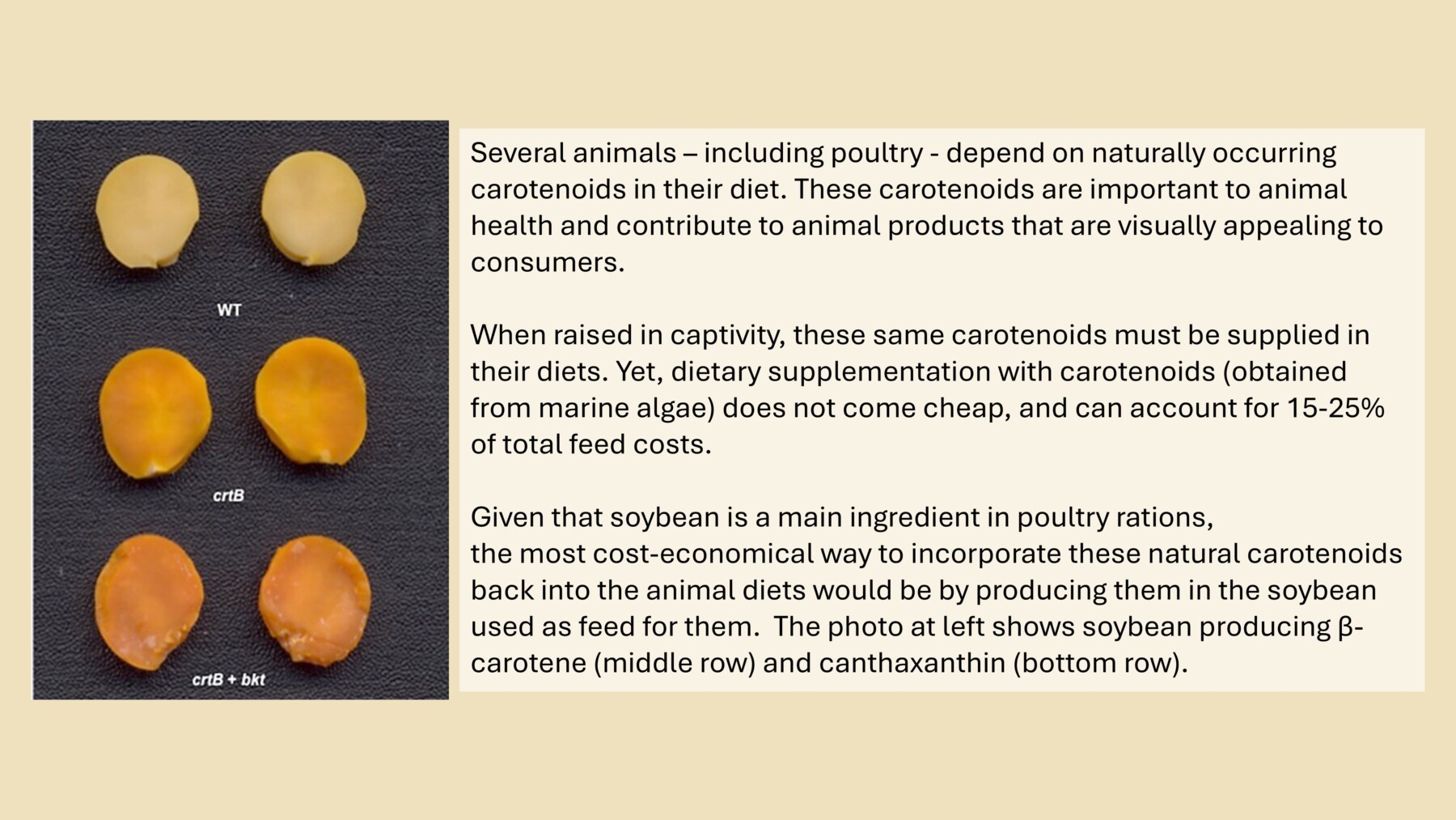Parrott Lab | Genetics & Biotechnology of Crop Plants