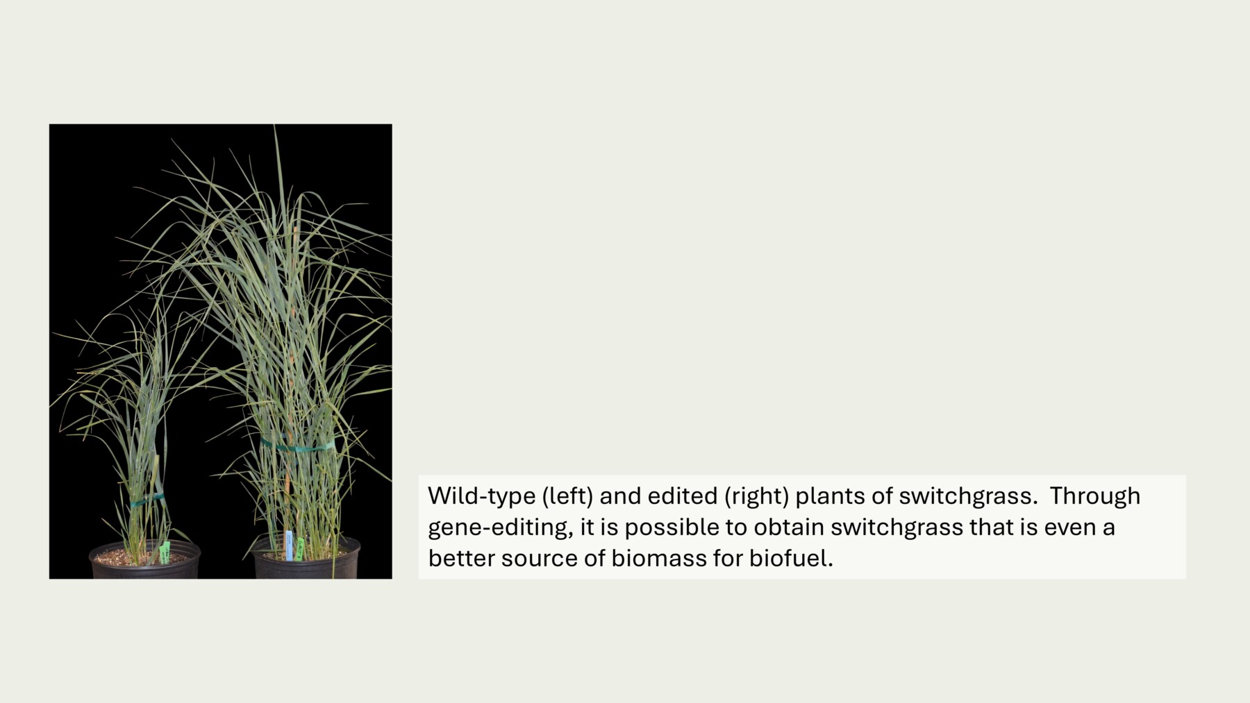 Parrott Lab | Genetics & Biotechnology of Crop Plants