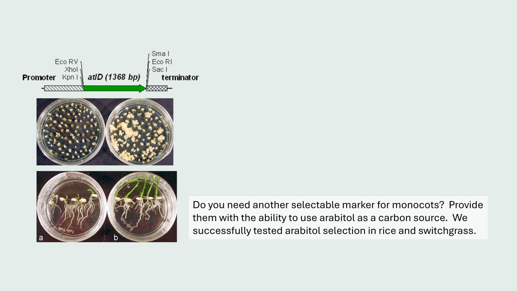 Parrott Lab | Genetics & Biotechnology of Crop Plants