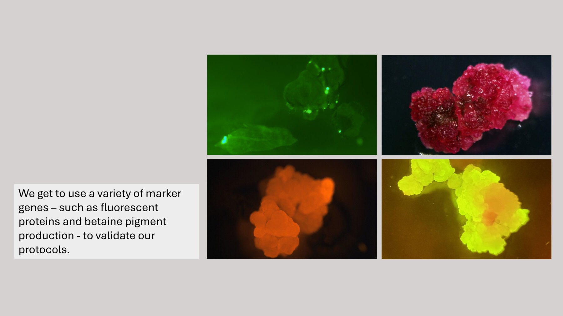 Parrott Lab | Genetics & Biotechnology of Crop Plants